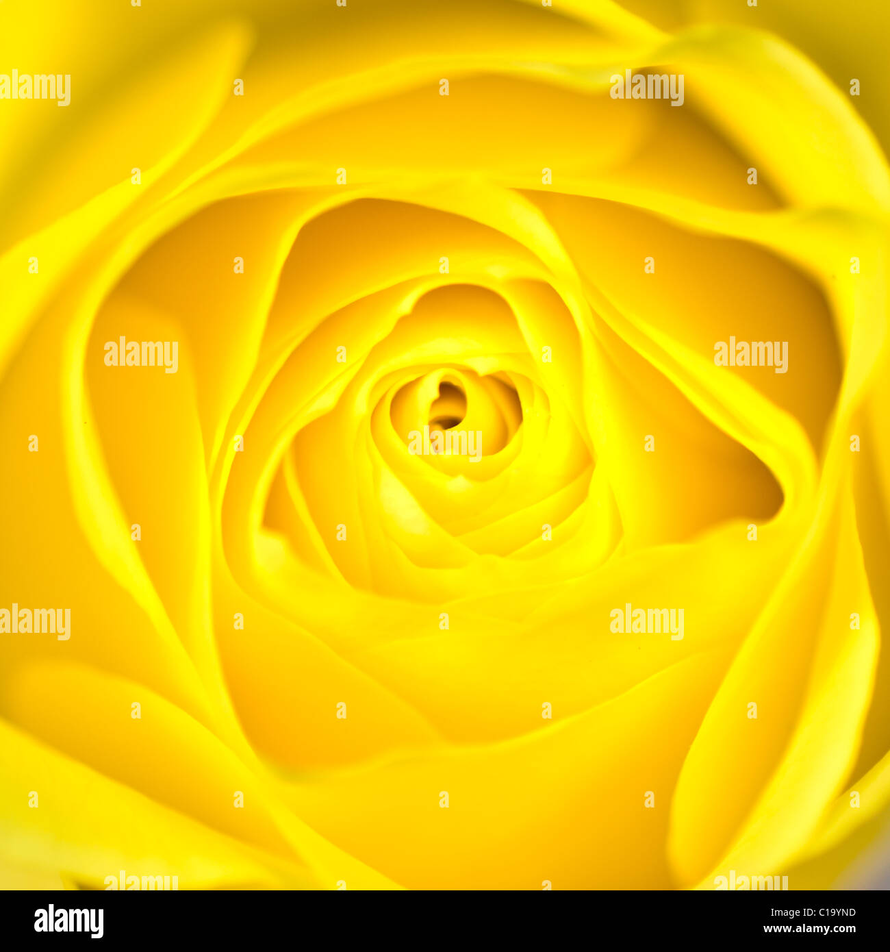 Yellow rose heart hi-res stock photography and images - Alamy