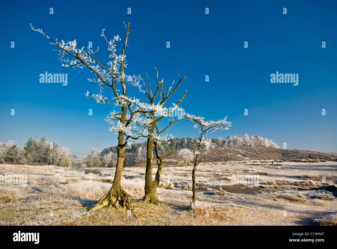 Tree with ripe ice Stock Photo - Alamy