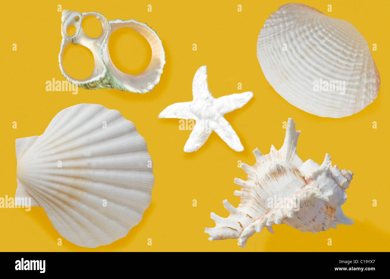 White sea shells on yellow background Stock Photo - Alamy