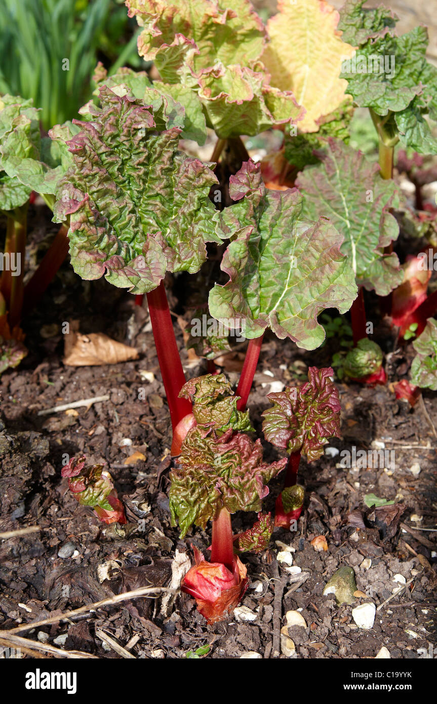 Young plant shoots hi-res stock photography and images - Alamy