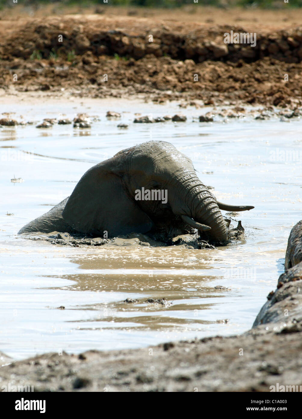 Grey african elephant in hi-res stock photography and images - Alamy