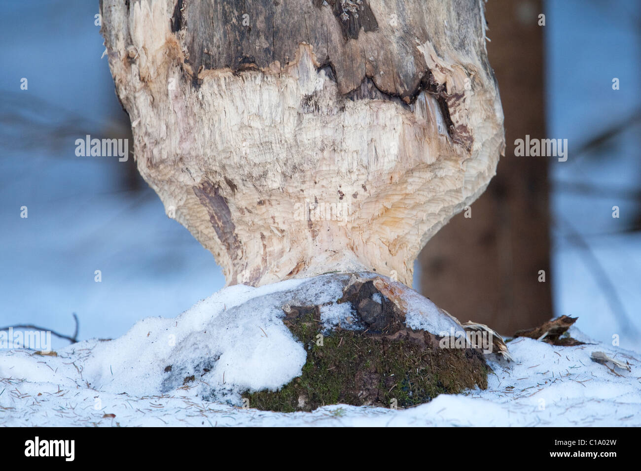 Beaver eating tree hi-res stock photography and images - Alamy