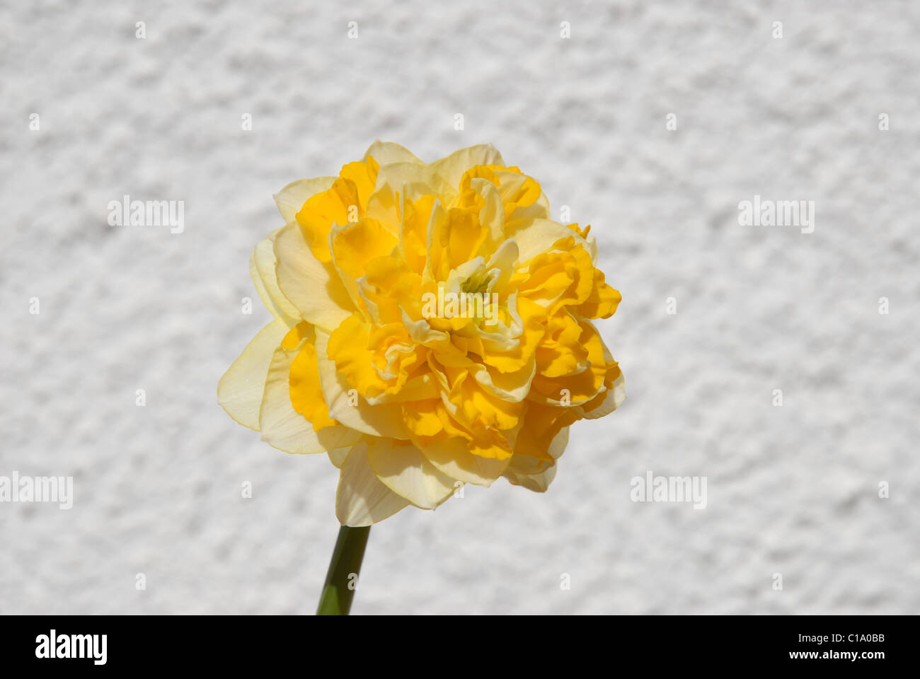 Daffodil varieties hi-res stock photography and images - Alamy