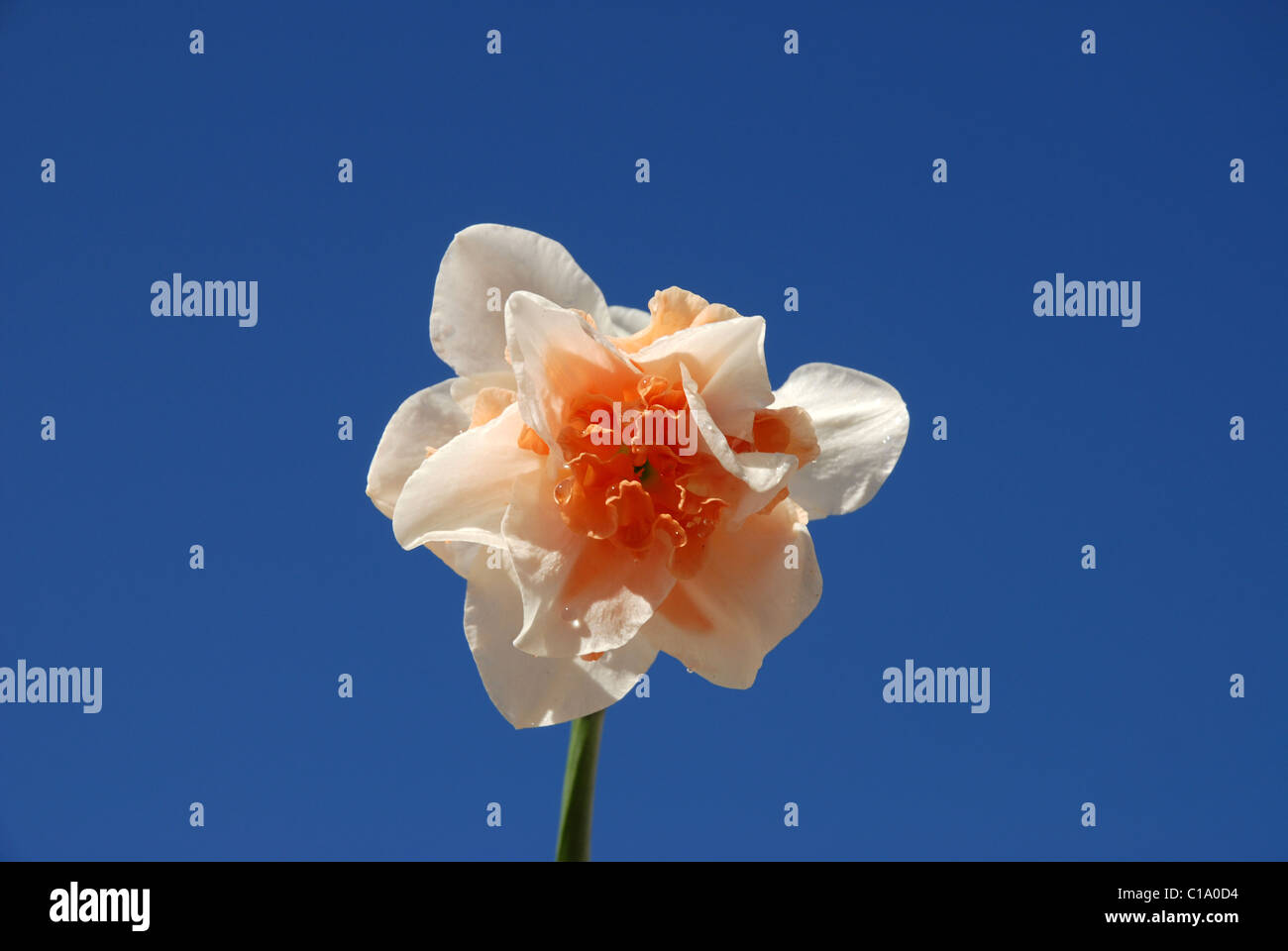 Daffodil double narcissi narcissus hi-res stock photography and images ...