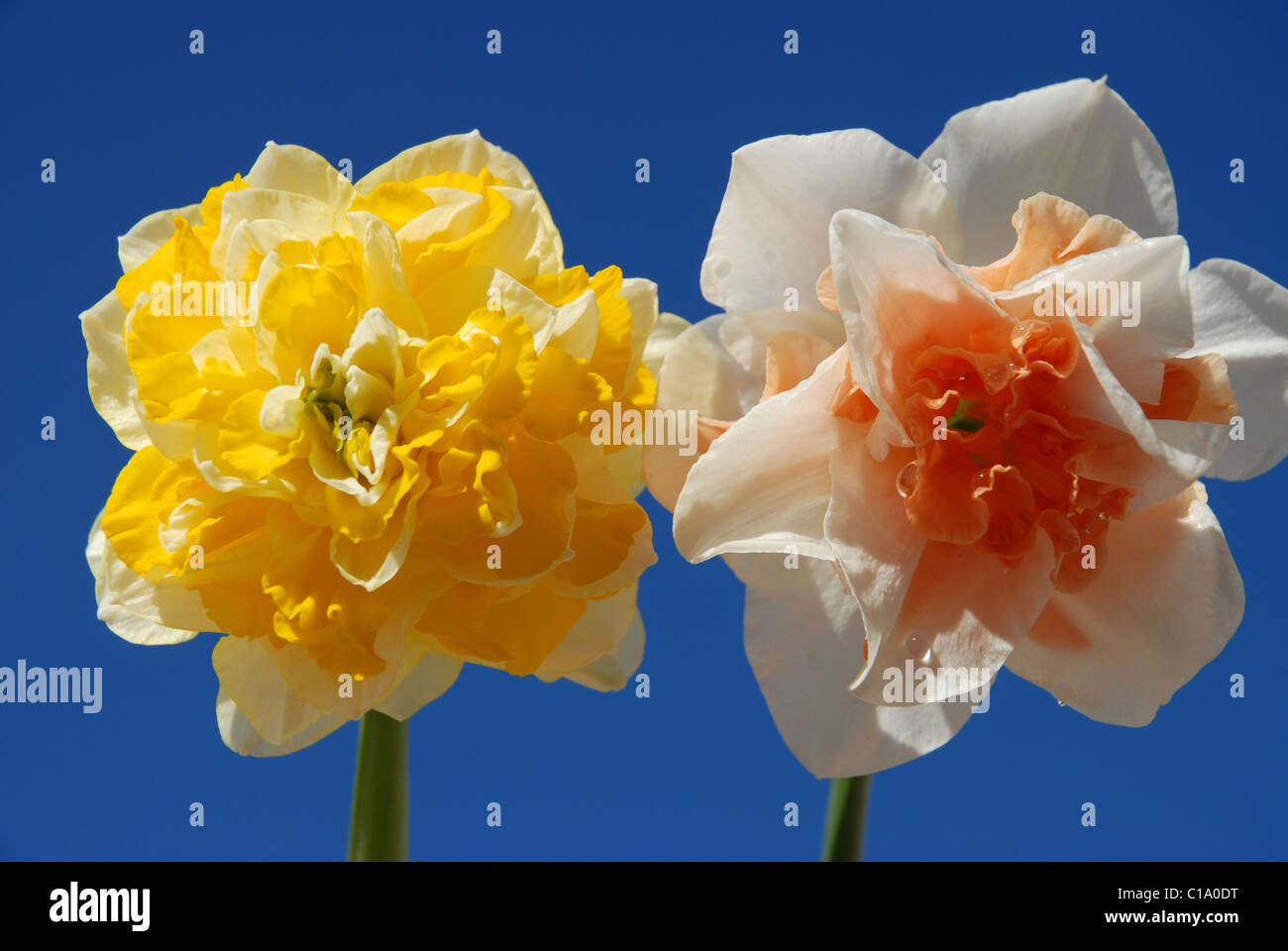 Daffodils double blooms hi-res stock photography and images - Alamy