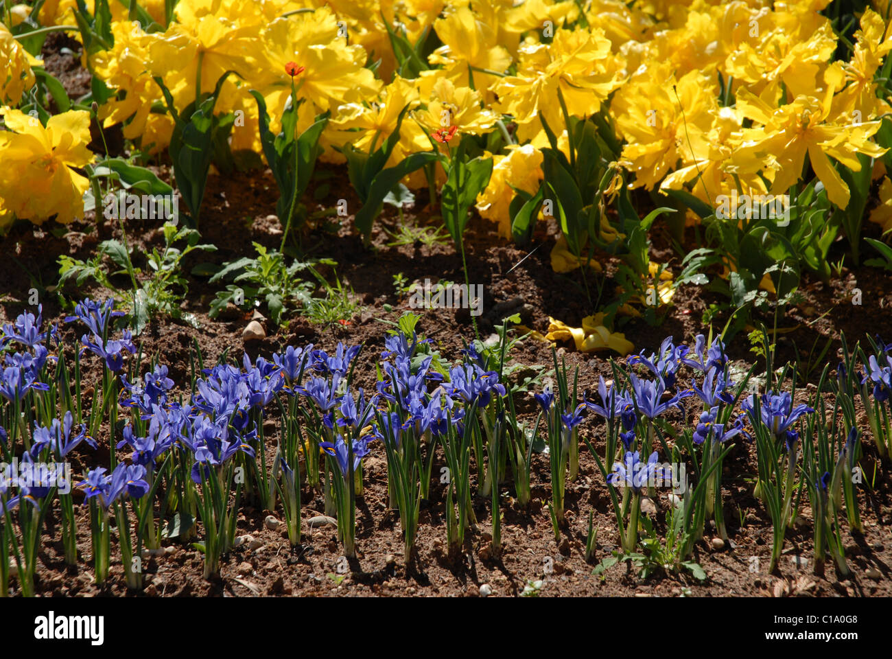 Monte Parrot tulips and Reticulated Irises (Harmony) in a garden, Spain ...