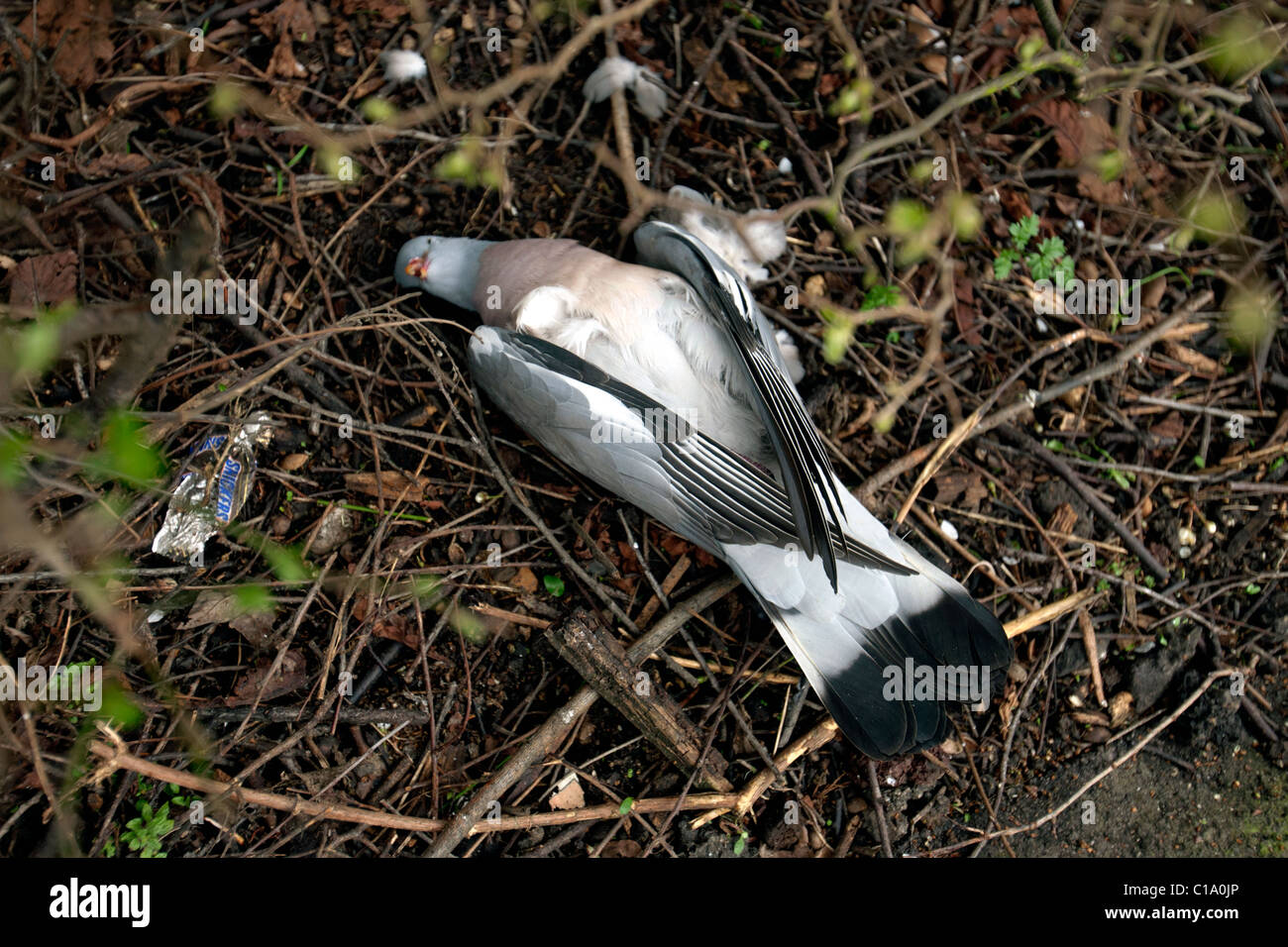 Sad Pigeon High Resolution Stock Photography and Images - Alamy