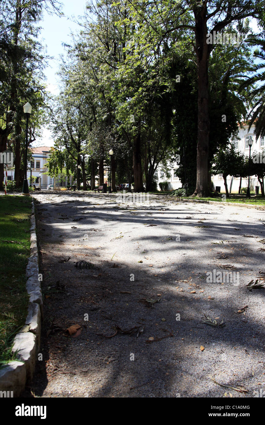 Low level view of a public park road with many trees making shade Stock ...