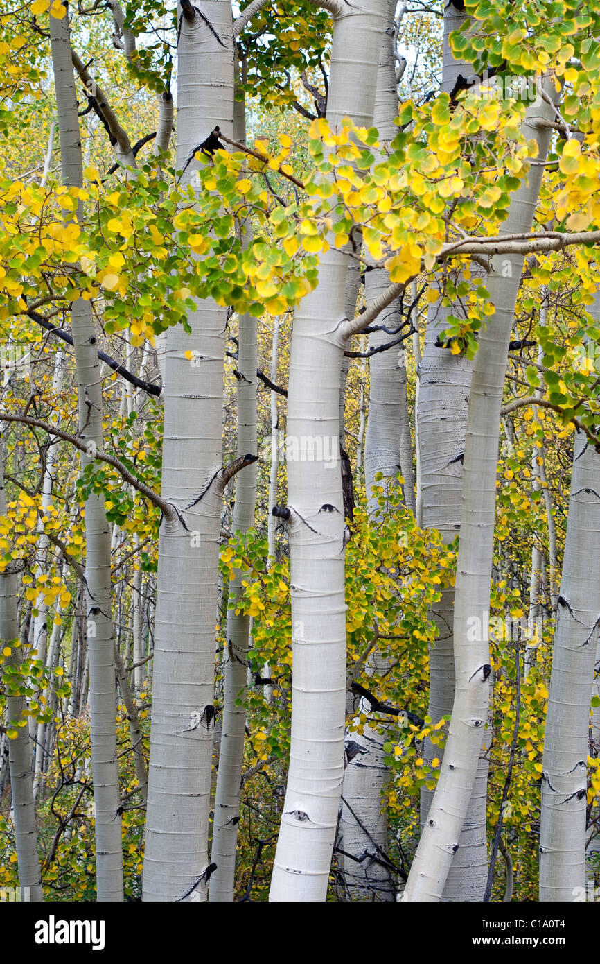 Aspen in fall hi-res stock photography and images - Alamy
