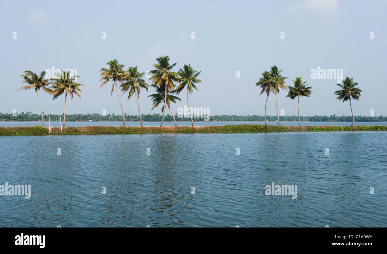 Palm trees in kerala hi-res stock photography and images - Alamy