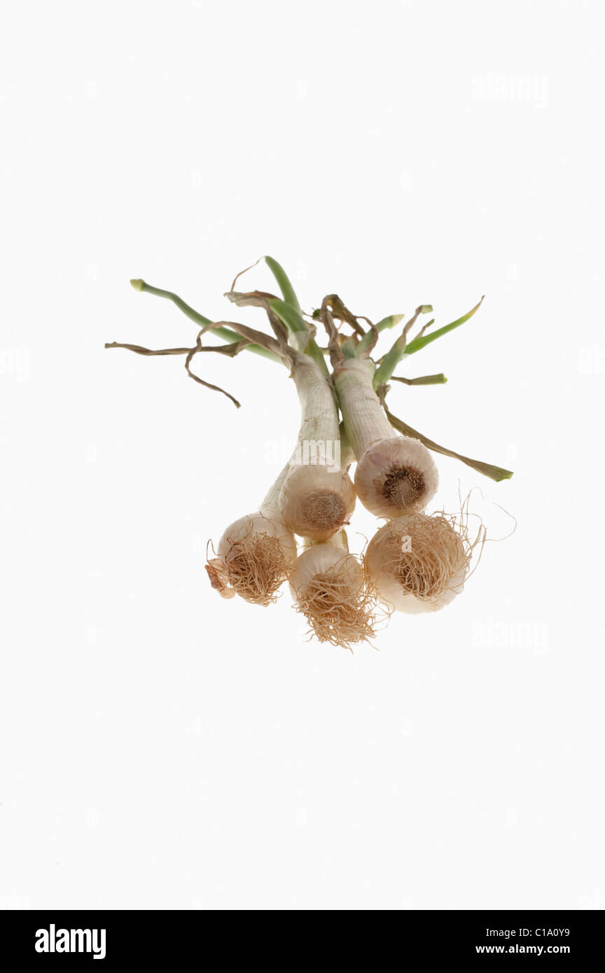 Spring onion cut out hi-res stock photography and images - Alamy