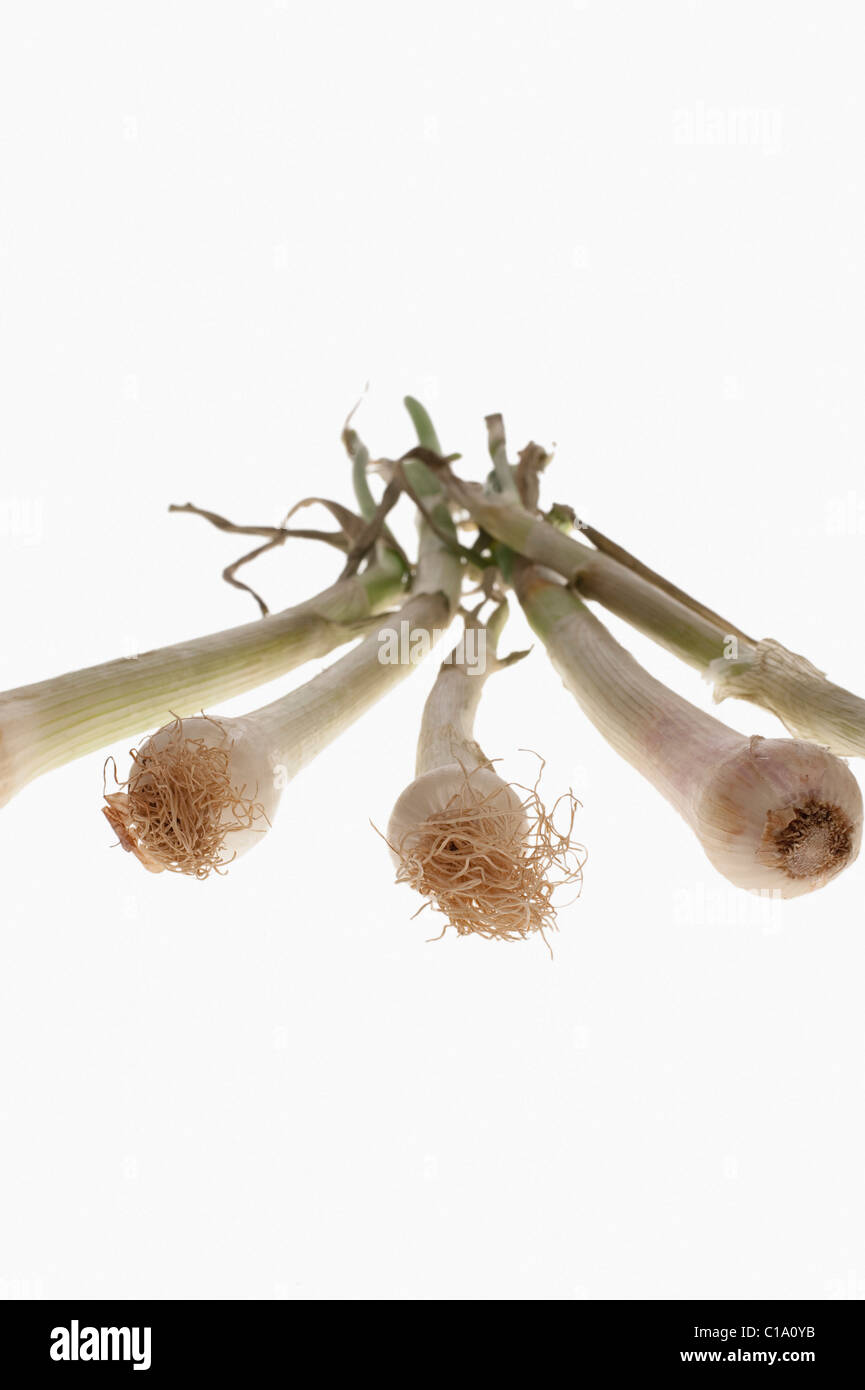 Spring onion cut out hi-res stock photography and images - Alamy
