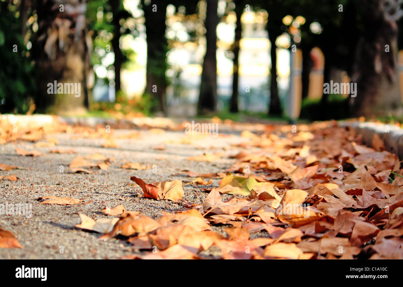 Low perspective angle of the pathway of a park on a city with many ...