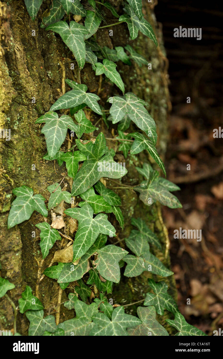 Ivy growing up a tree hi-res stock photography and images - Alamy
