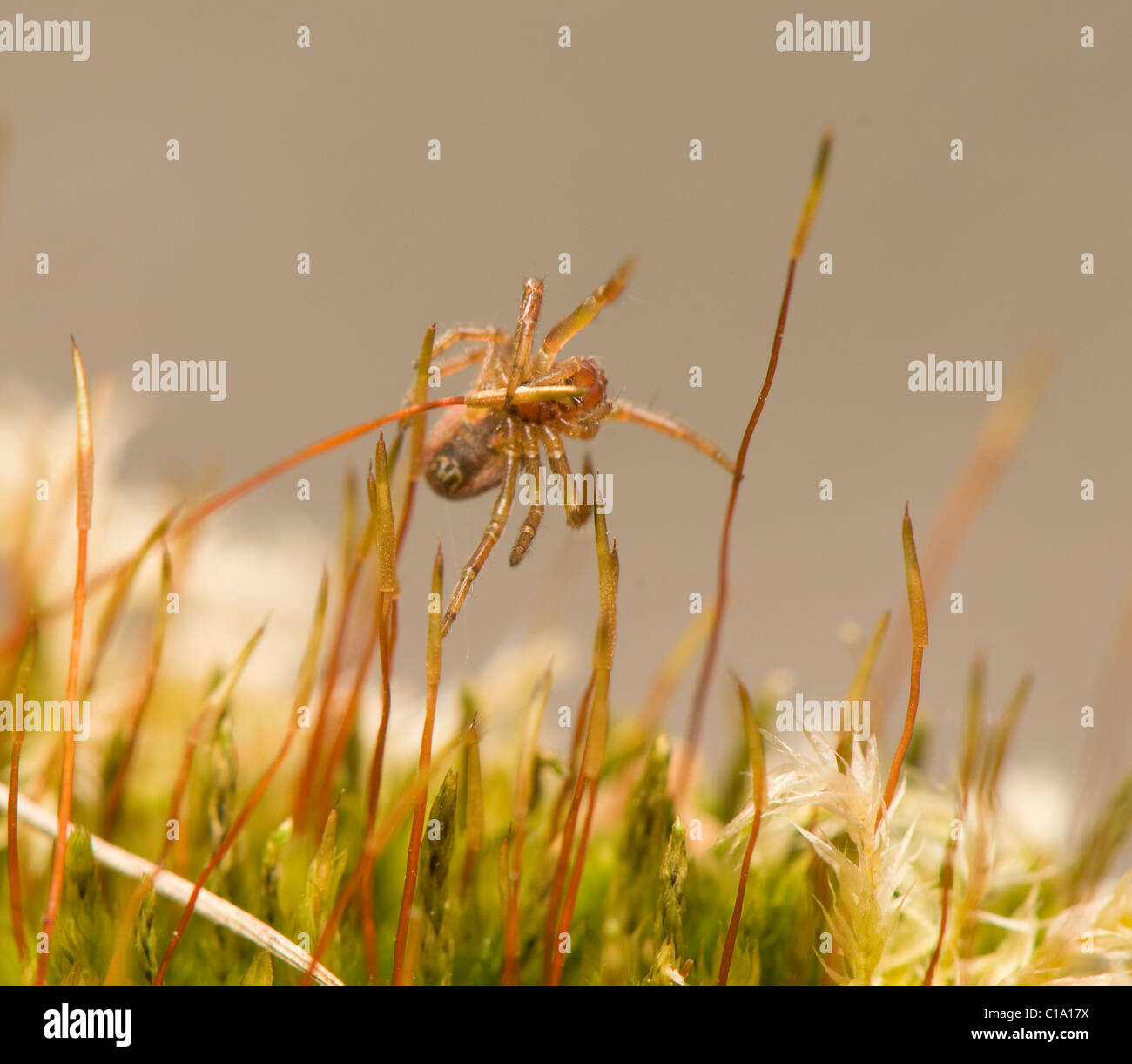 small millimeter spider Stock Photo - Alamy