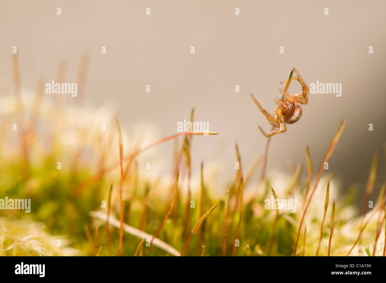 small millimeter spider Stock Photo - Alamy