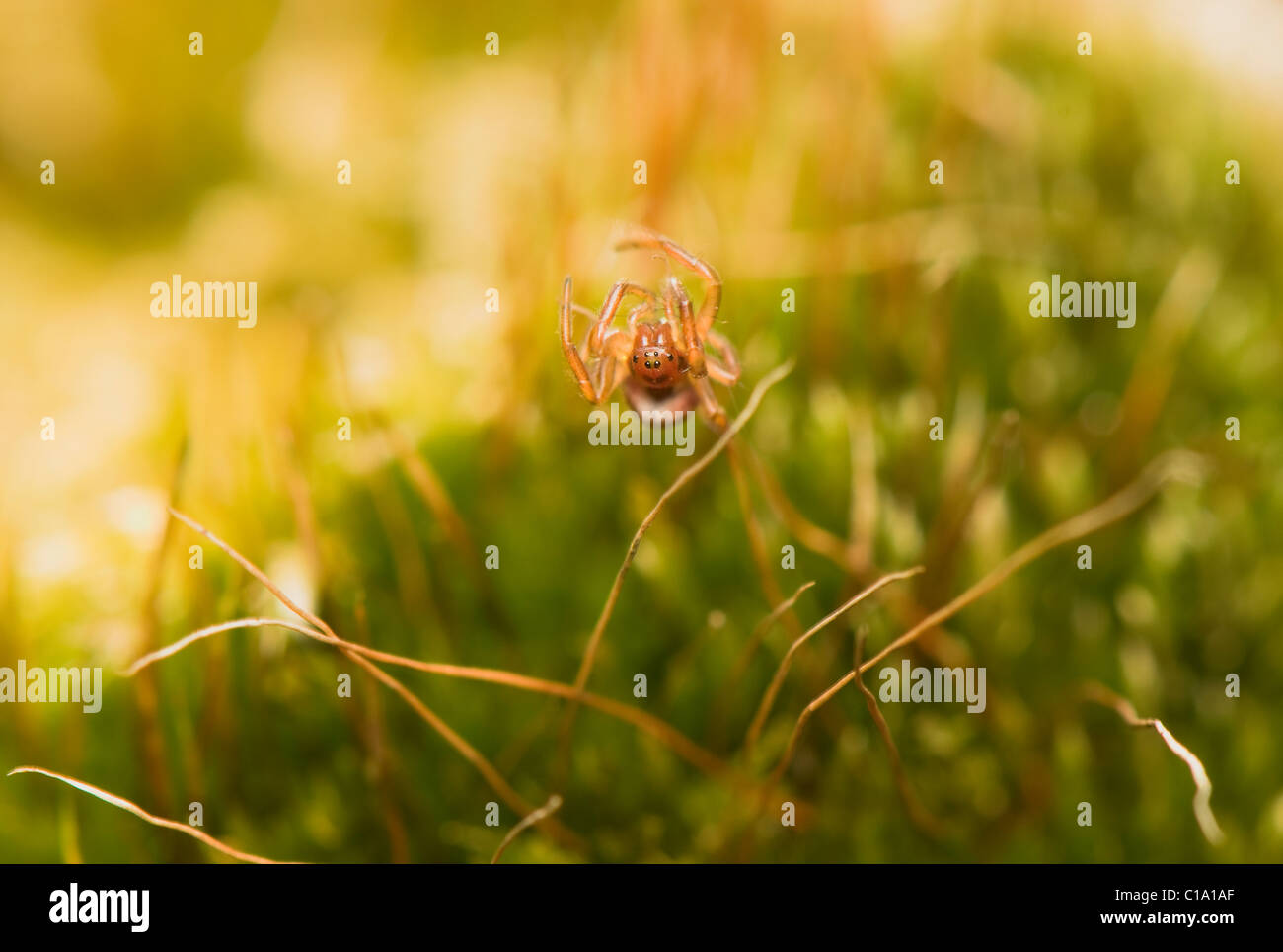 small millimeter spider Stock Photo - Alamy