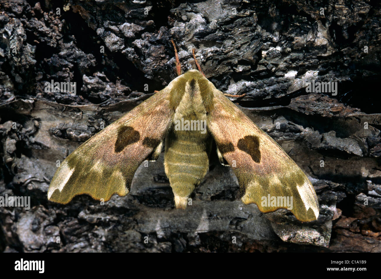 Tree bark moth hi-res stock photography and images - Alamy