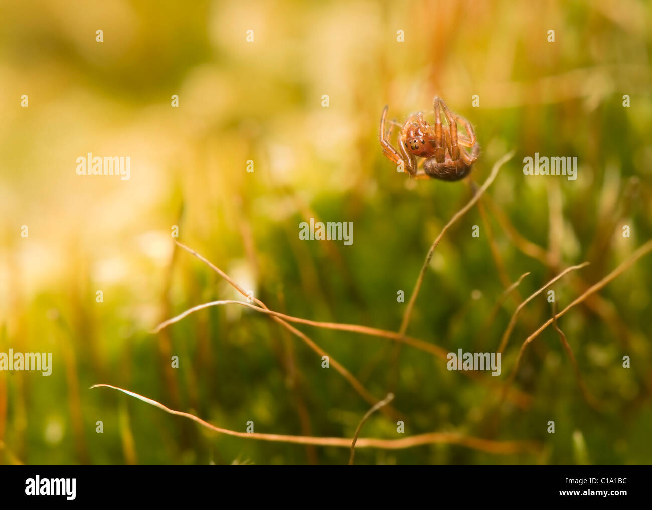 Millimeter black and hi-res stock photography and images - Alamy