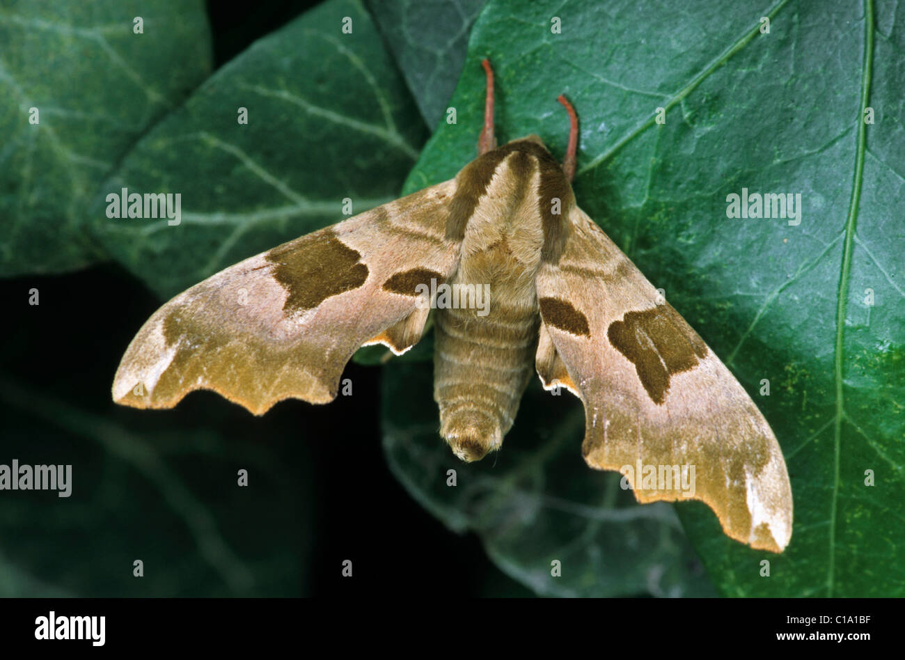Moths of europe hi-res stock photography and images - Alamy