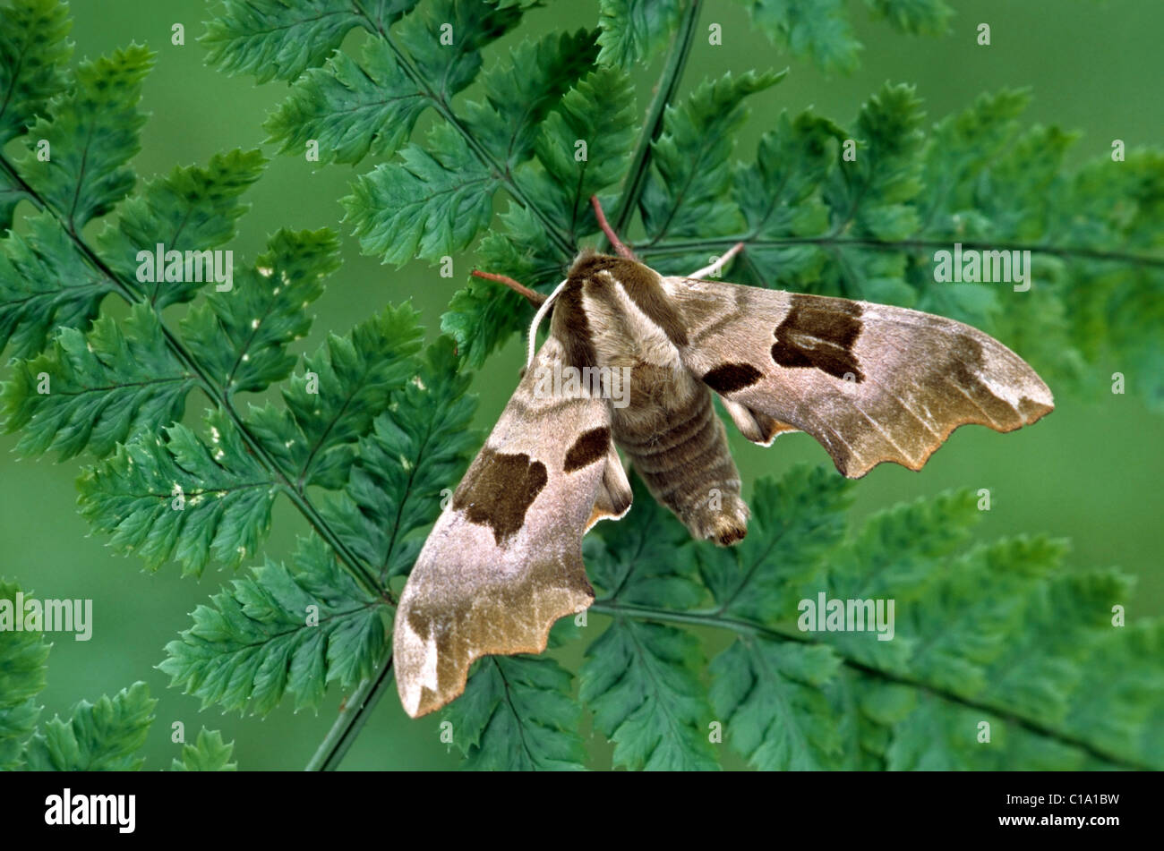 Moths of europe hi-res stock photography and images - Alamy