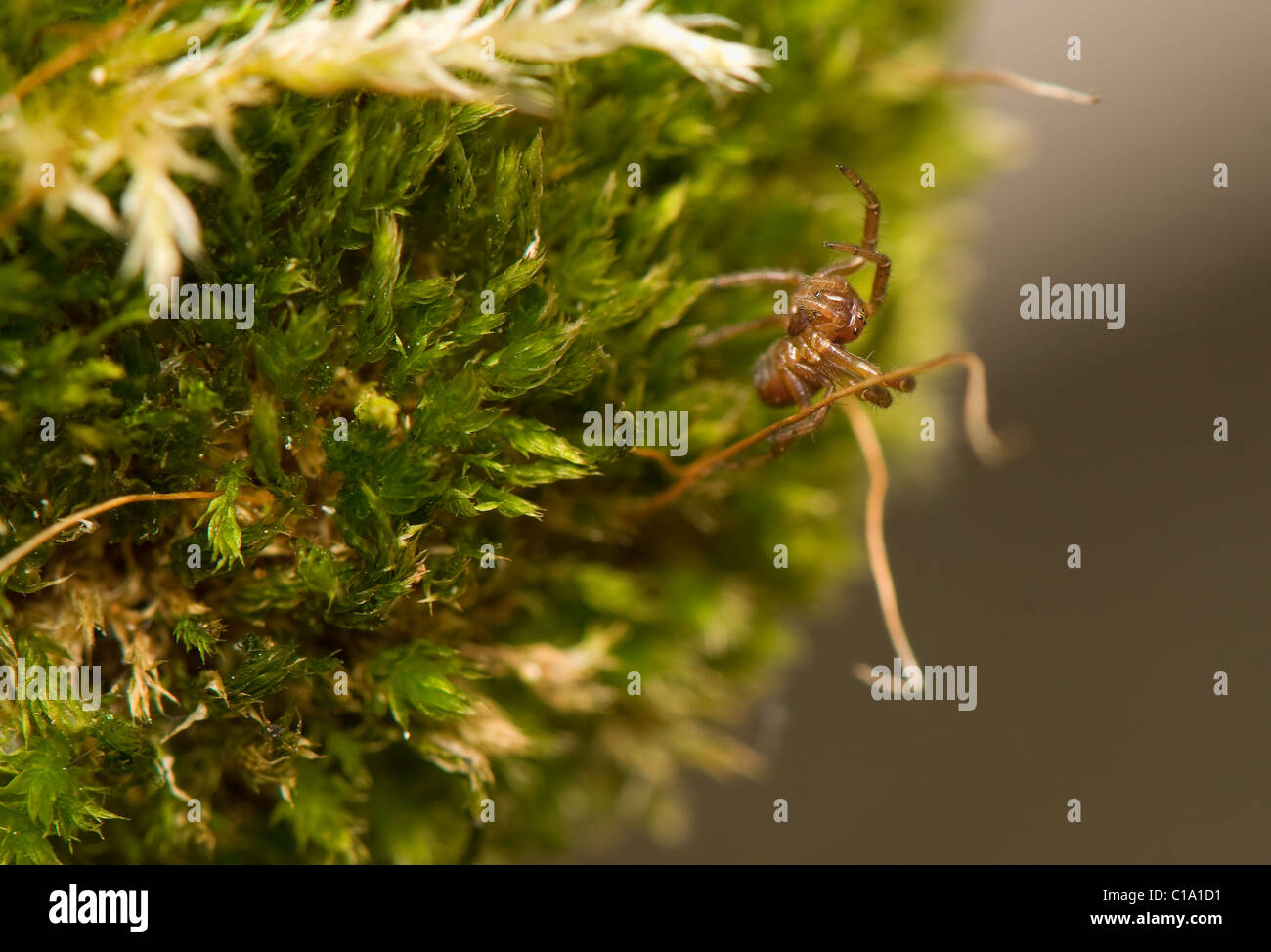 small millimeter spider Stock Photo - Alamy