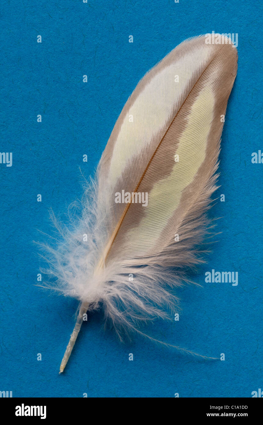 Pearl cockatiel hi-res stock photography and images - Alamy