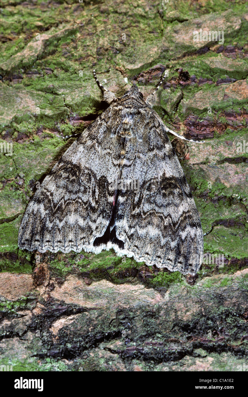 Underwing Moth Camo
