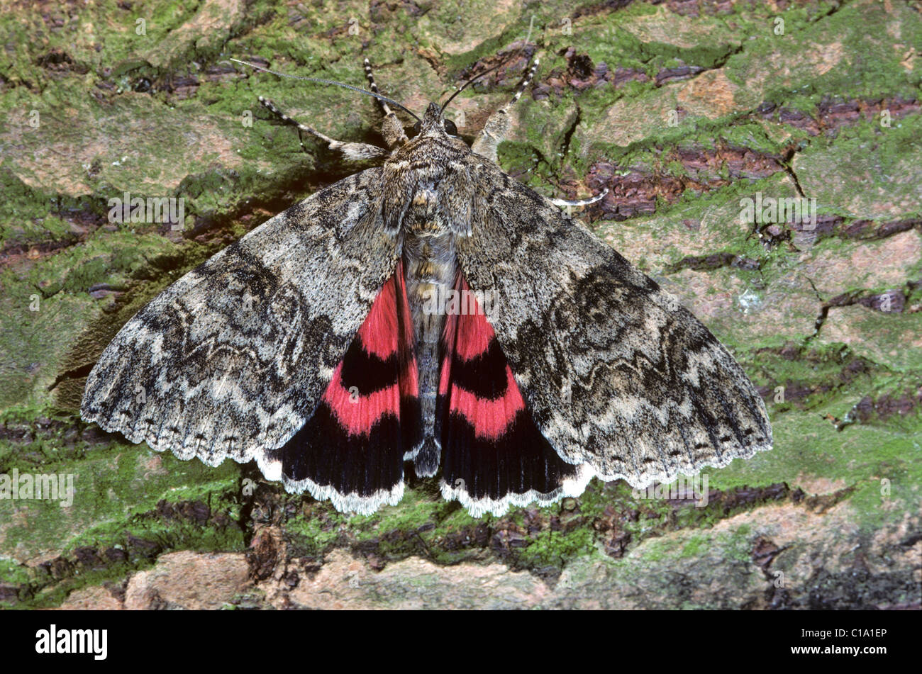 Tree bark moth hi-res stock photography and images - Alamy