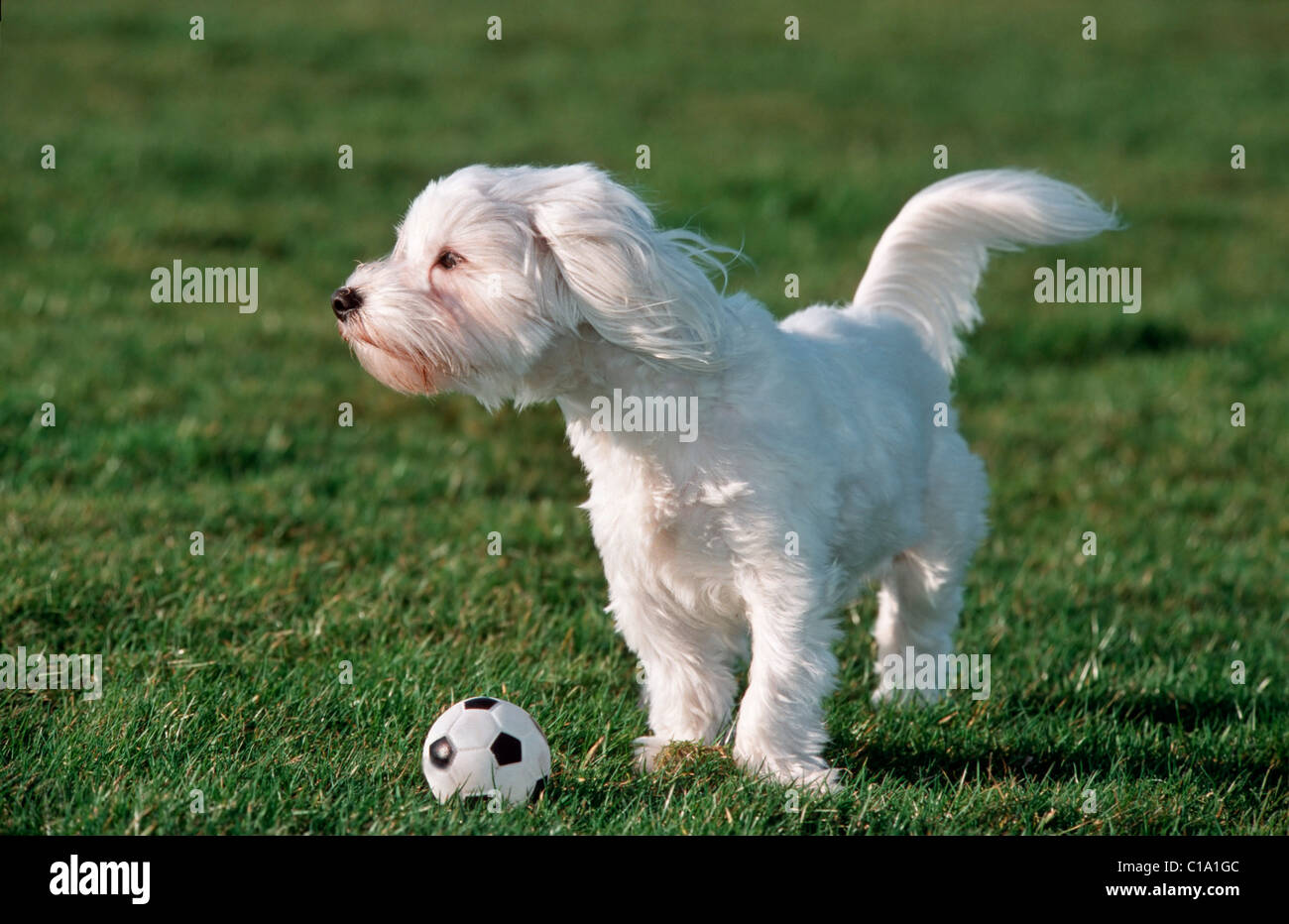 Maltezer hi-res stock photography and images - Alamy
