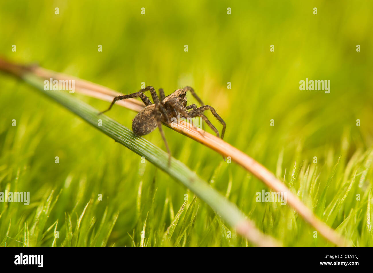 Run spider hi-res stock photography and images - Alamy