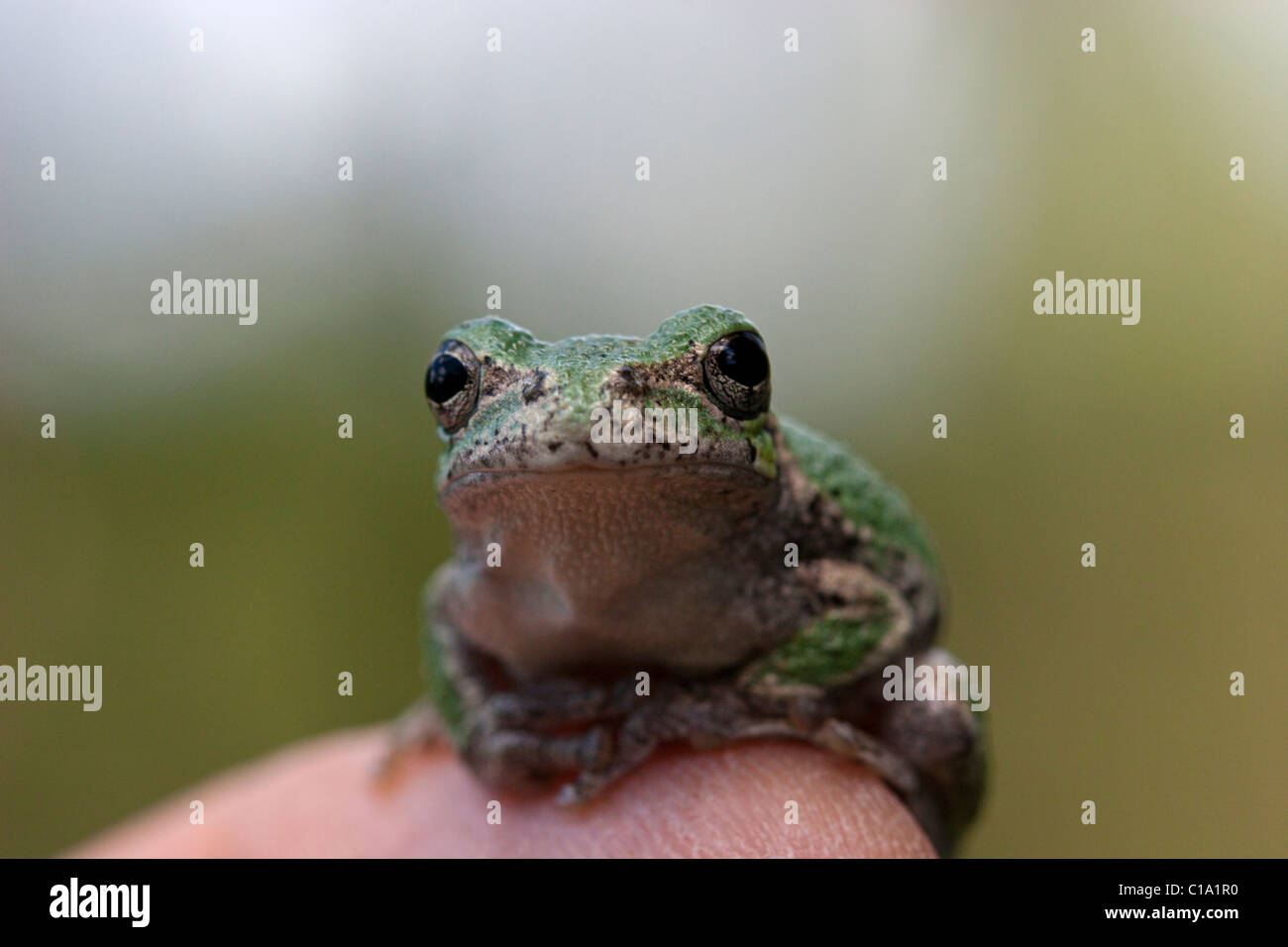 Frog toad green hi-res stock photography and images - Alamy
