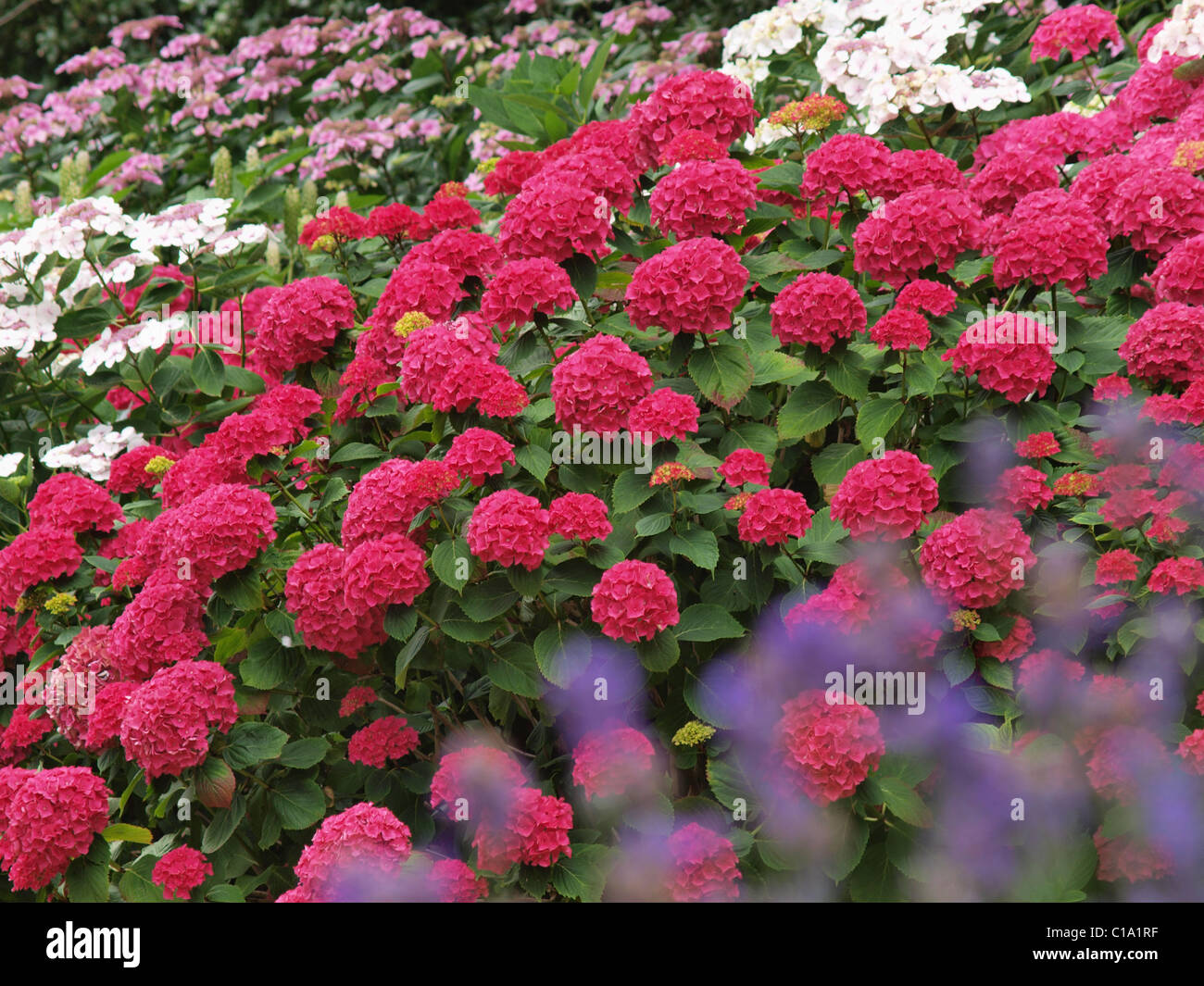 Hydrangia hi-res stock photography and images - Alamy