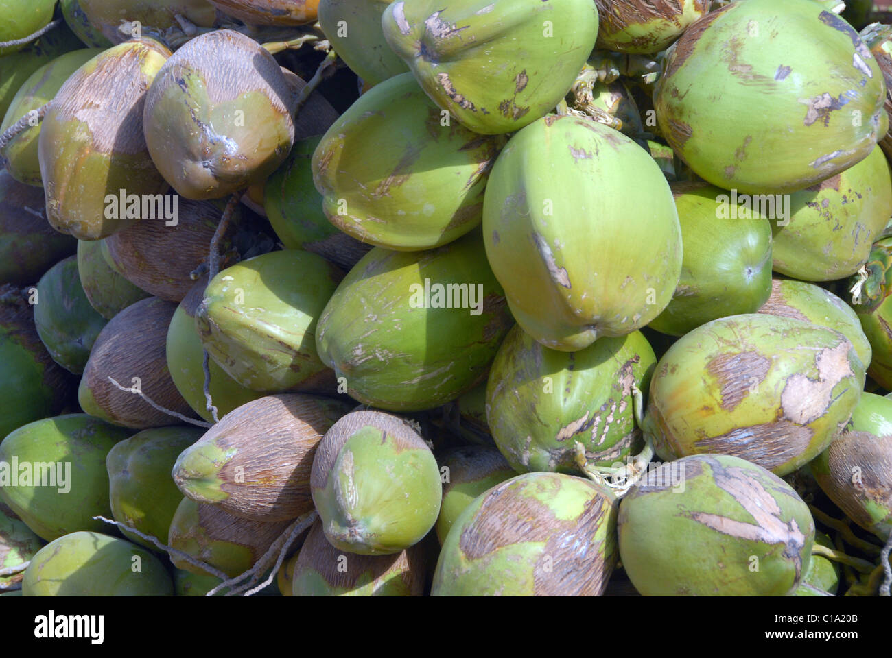 Coconuts on sale at a streetside stall, Salalah, southern Oman Stock ...