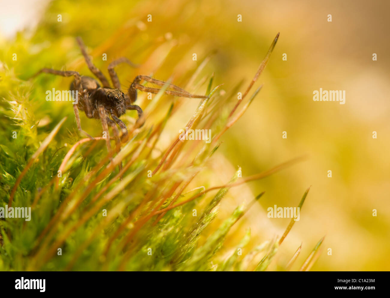 Run spider hi-res stock photography and images - Alamy