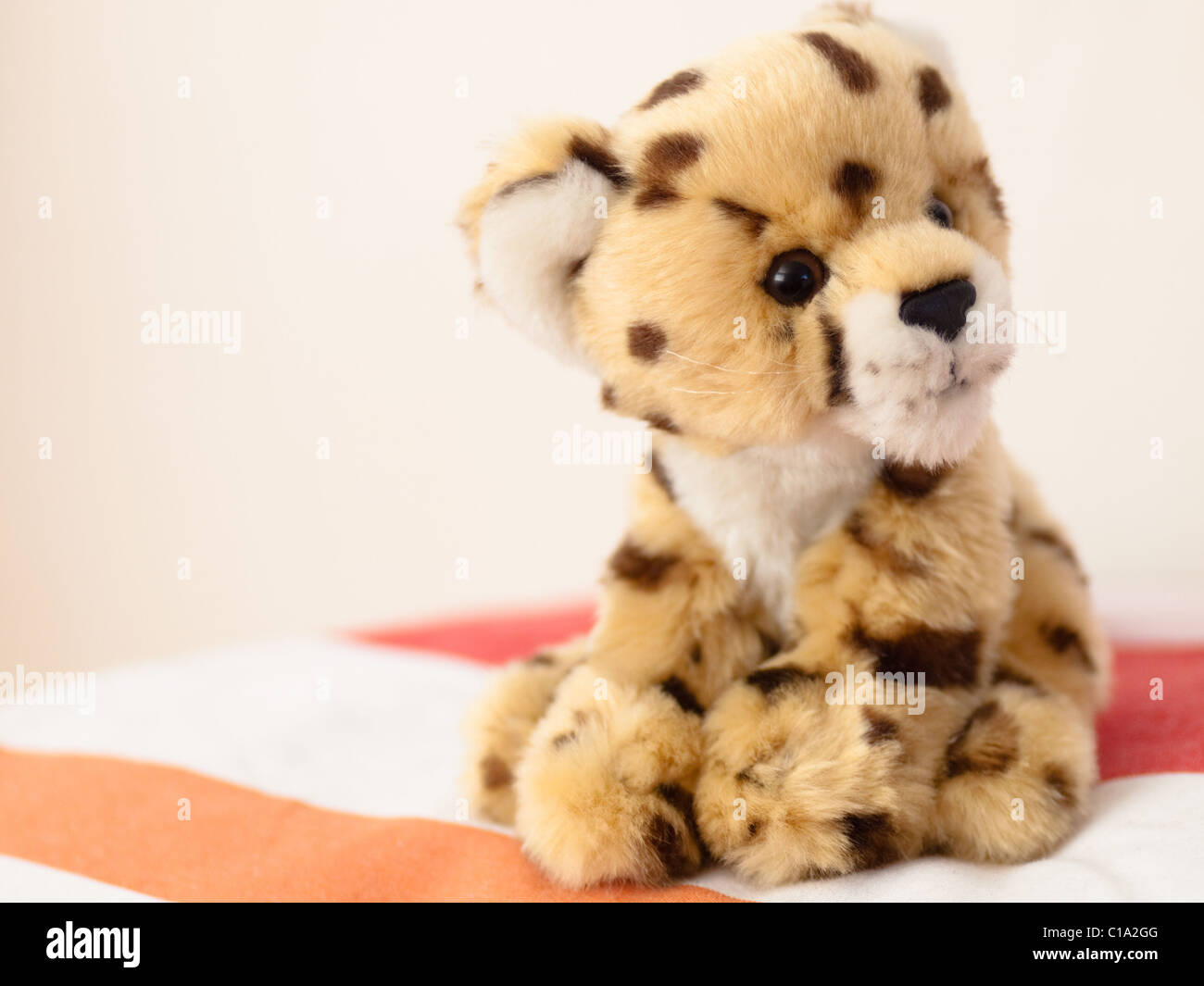 A really, really cute cheetah cub Stock Photo - Alamy