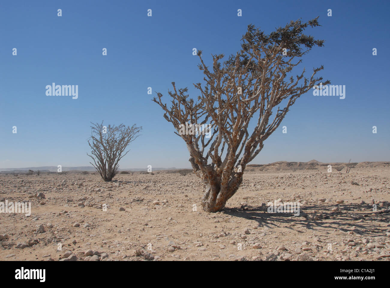 Frankincense trees in oman hi-res stock photography and images - Alamy