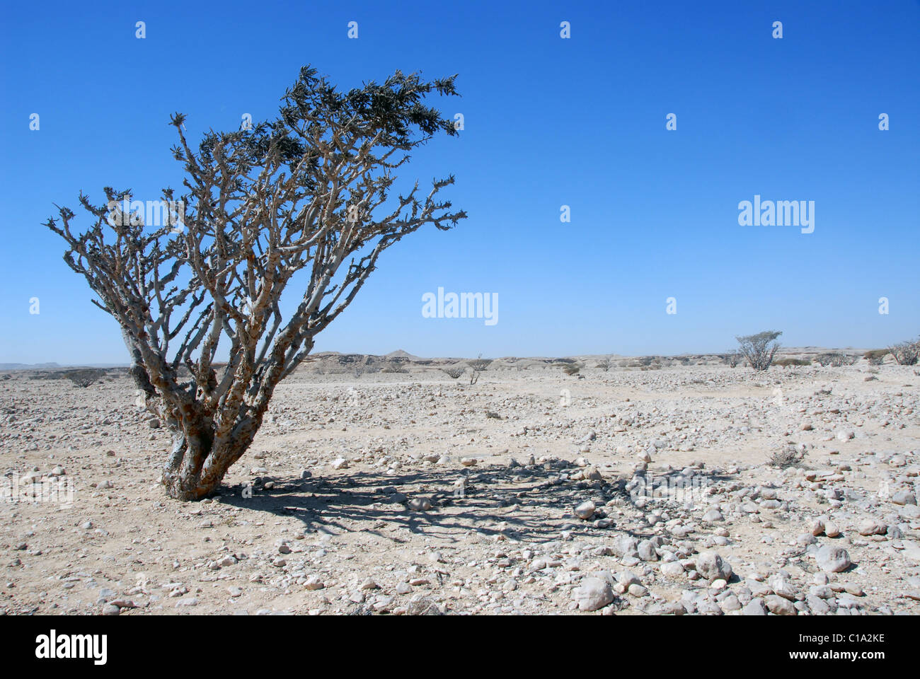 Frankincense Tree Desert High Resolution Stock Photography and Images ...