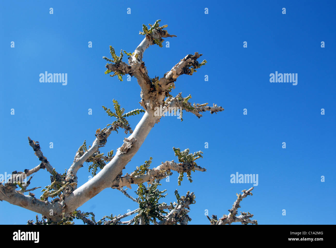 Frankincense tree hi-res stock photography and images - Alamy