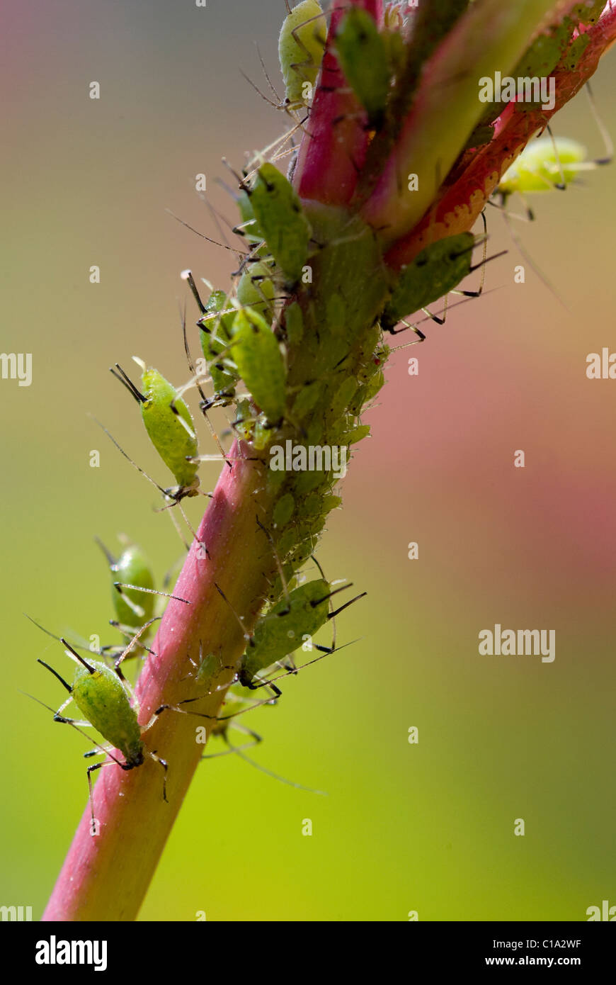 Greenfly hi-res stock photography and images - Alamy