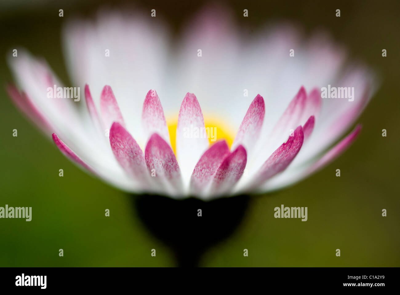 Pink tinged hi-res stock photography and images - Alamy