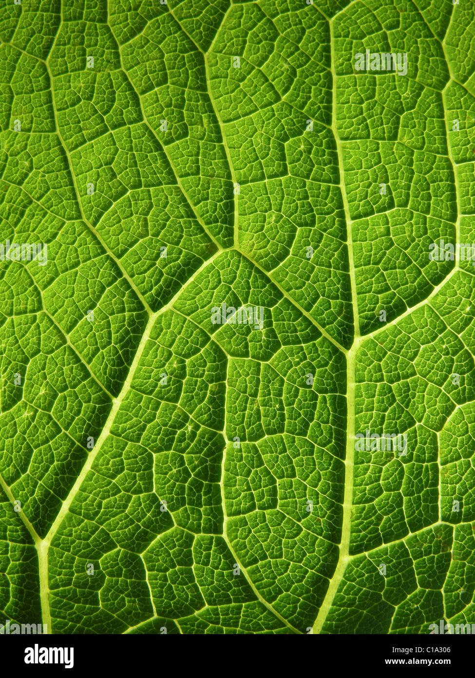 Leaf venation pattern hi-res stock photography and images - Alamy