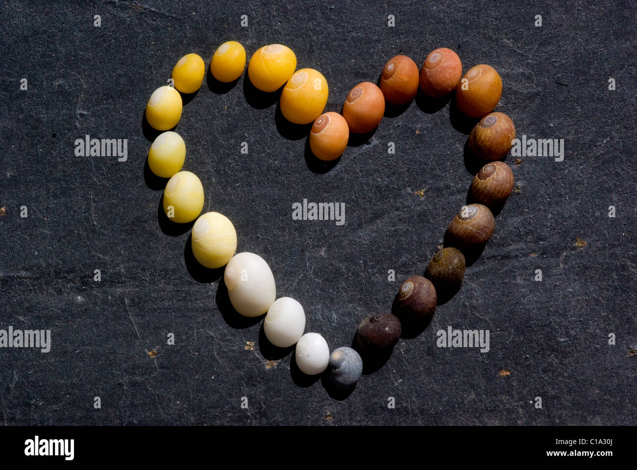 Arranged shells hi-res stock photography and images - Alamy