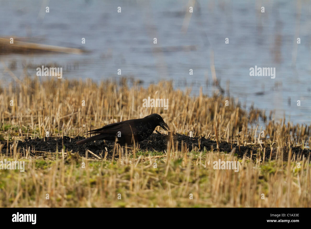 Ham wall rspb reserve hi-res stock photography and images - Alamy