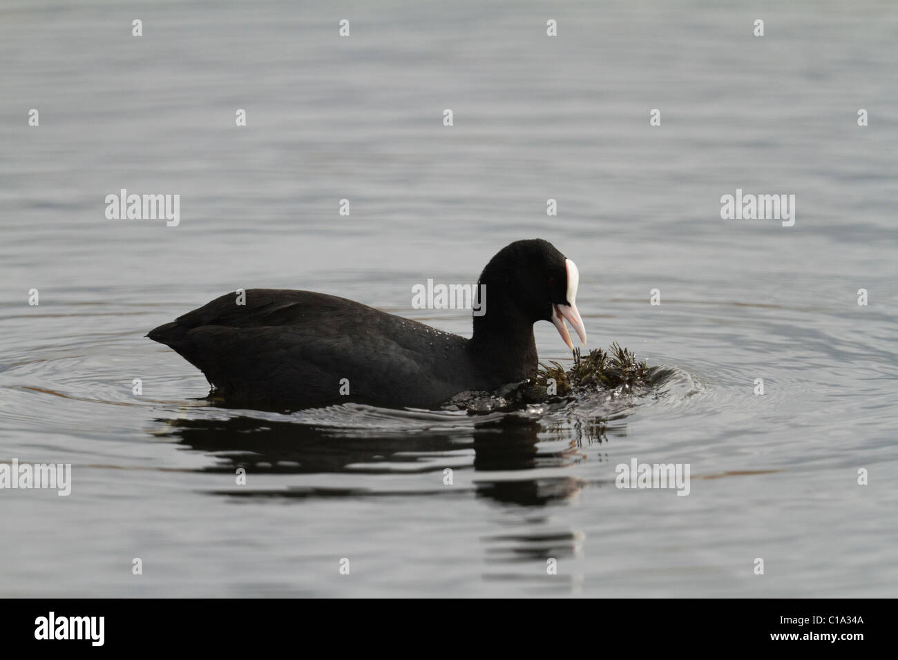 Ham wall rspb reserve hi-res stock photography and images - Alamy