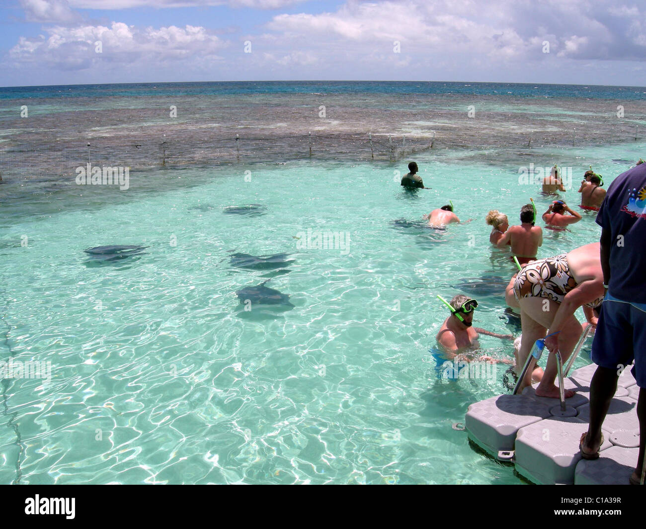 Sting ray antigua hi-res stock photography and images - Alamy