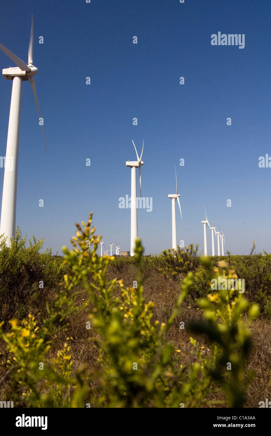 View of a field of giant windmills Stock Photo - Alamy