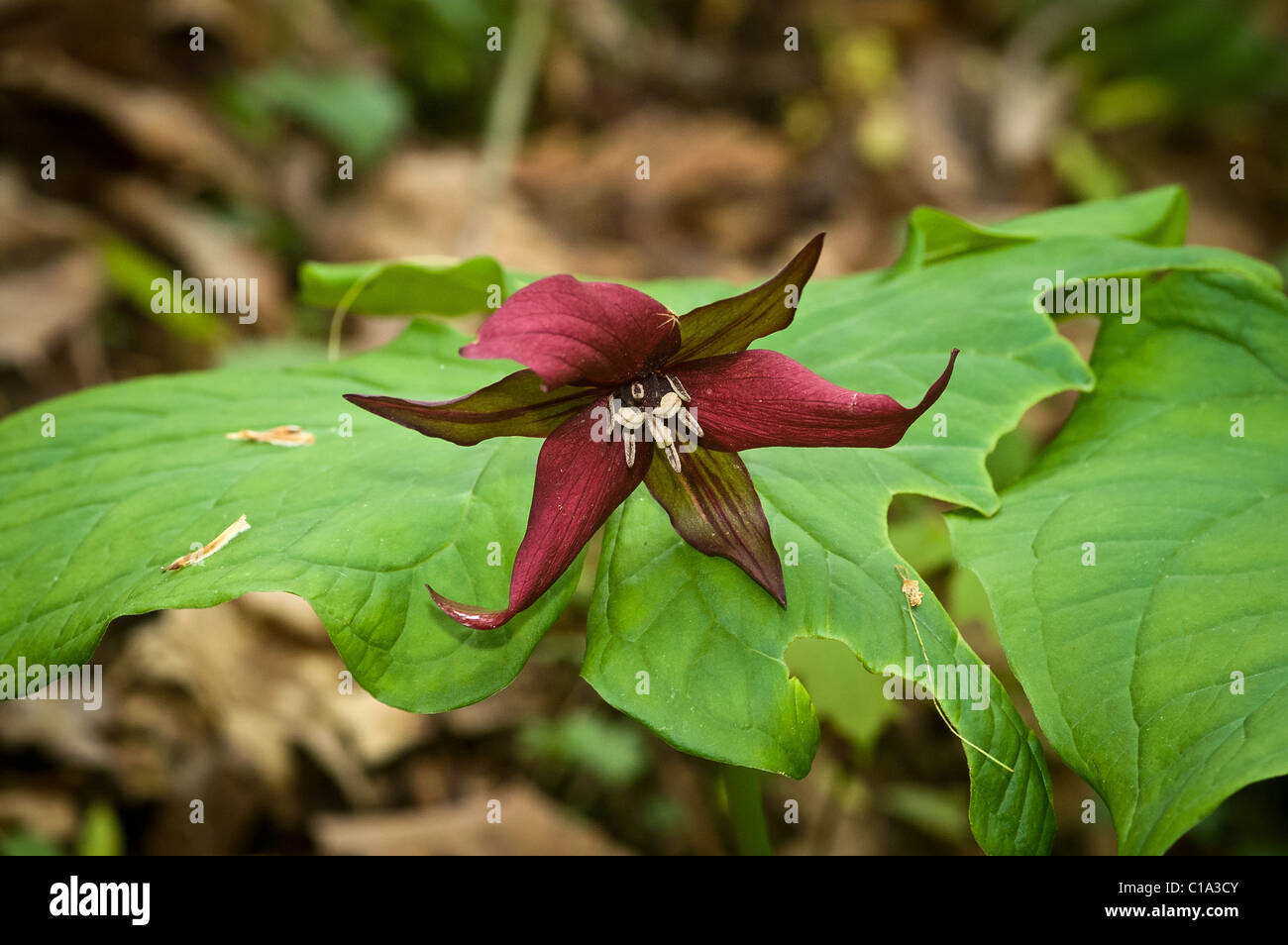 Trilium erectum hi-res stock photography and images - Alamy
