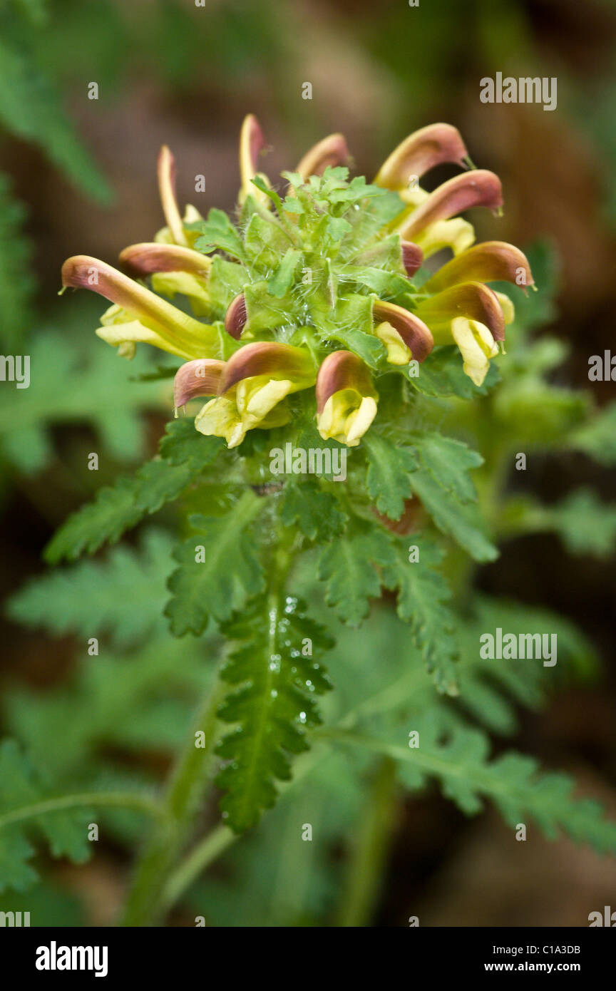 Forest Lousewort (Pedicularis canadensis), Natural Bridge Park ...