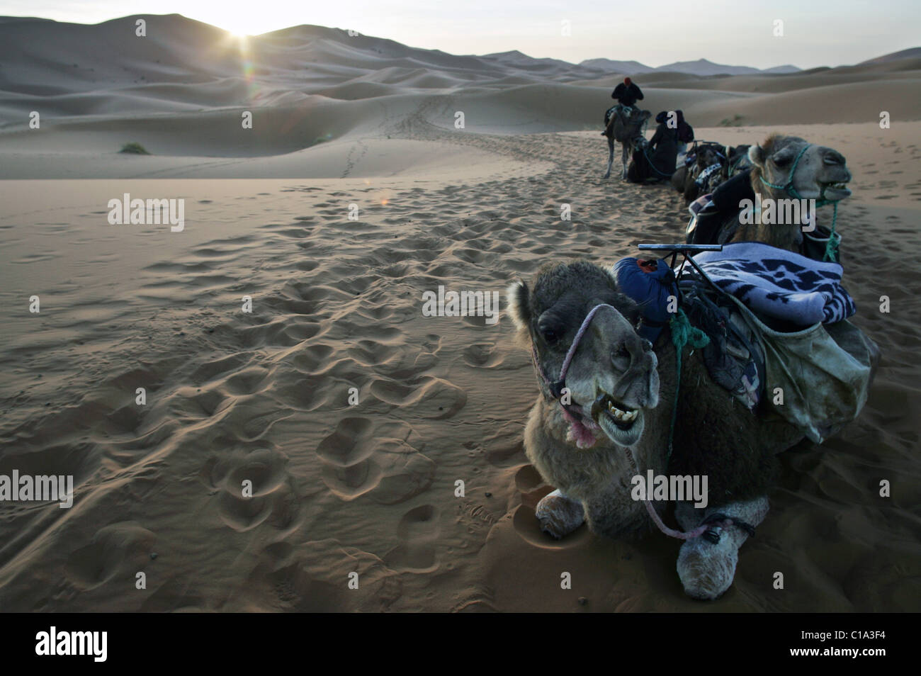 Camel camping trip at sunrise in the Sahara Desert at Erg Chebbi in ...